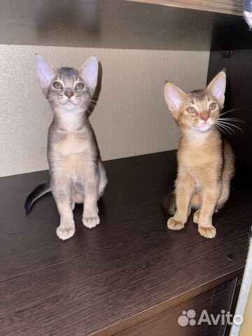 Абиссинские котята