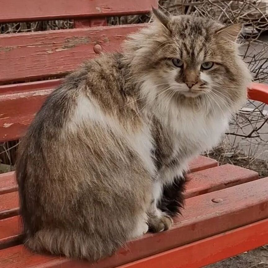 Кот Тимофей из Курска