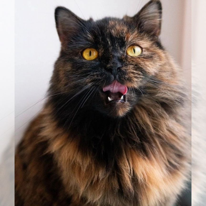 Трехцветная кошка в добрые руки