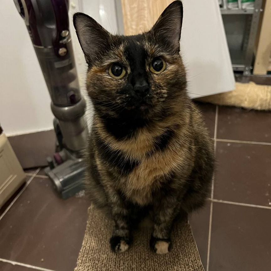 Кошка Кира хочет обратно в семью