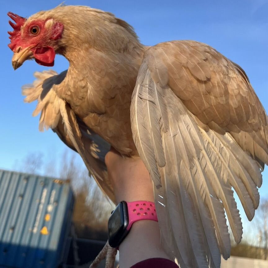 Купы несушки