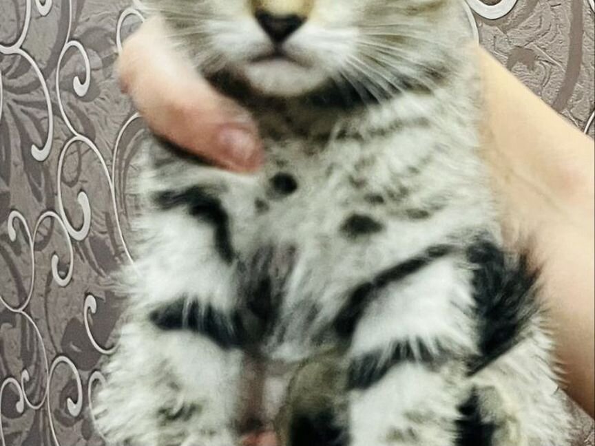 Кошка
