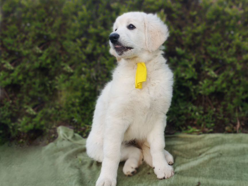 Словацкий чувач. Щенки