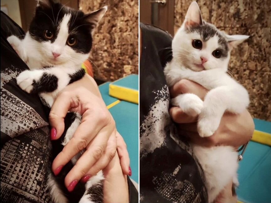 Котята в добрые руки