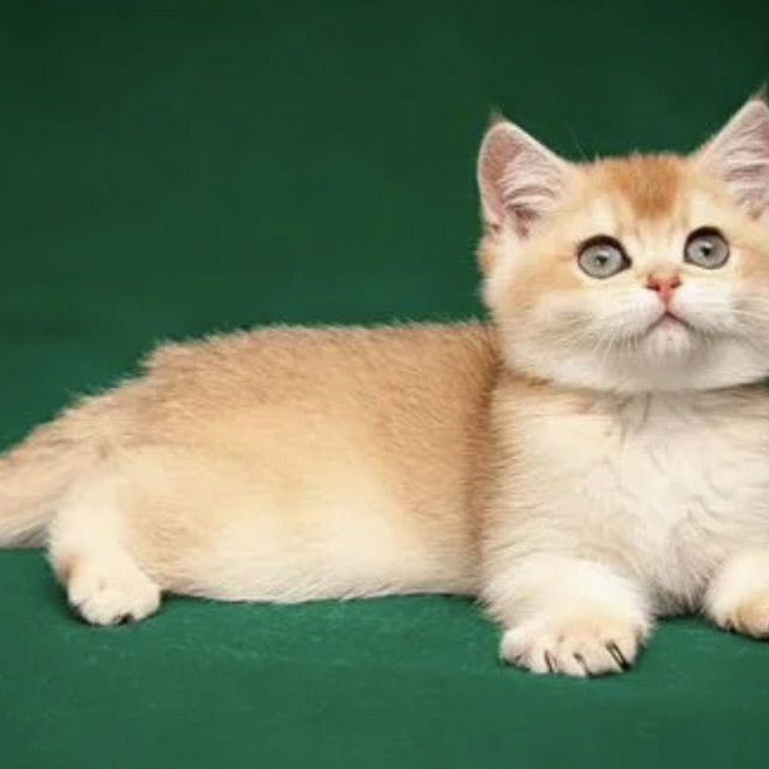 Котенок