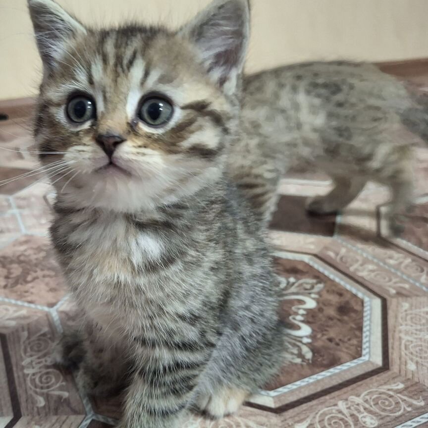 Шотландские прямоухие котята