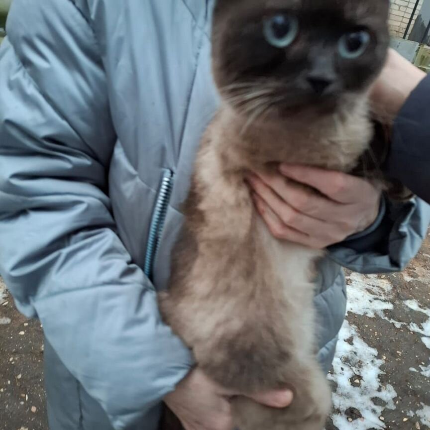 Котик ласковый ищет дом