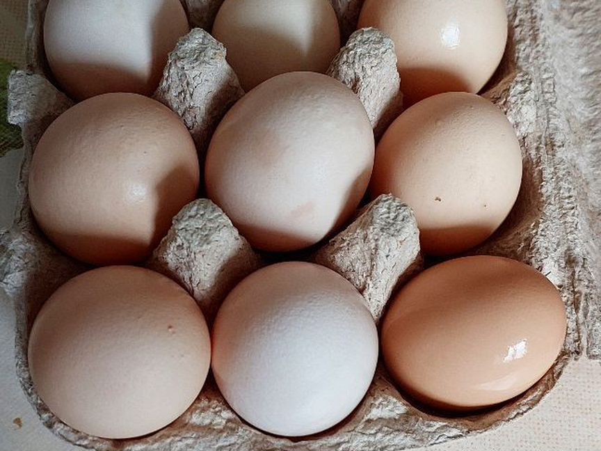 Куры несушки домашние белые несутся