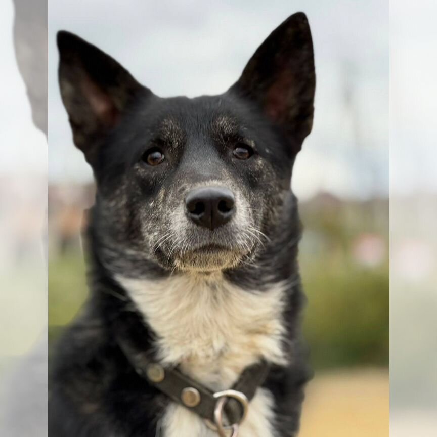 Взрослая собака в добрые руки