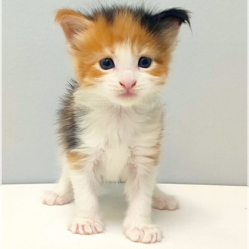 Мейн-кун котёнок