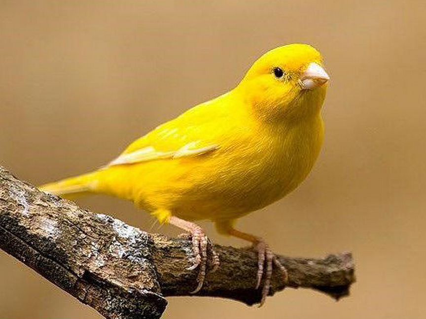 Пара кенар и канарейка