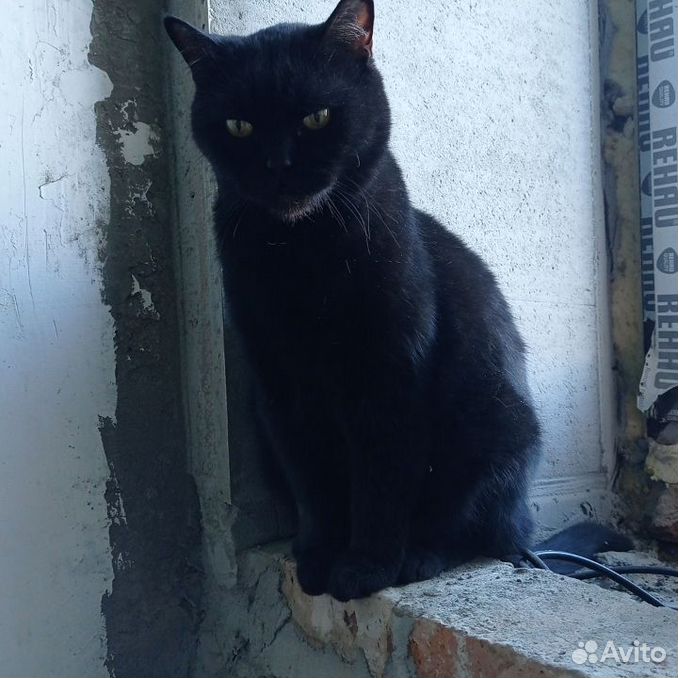 Ищу хозяина для кота Бонифация