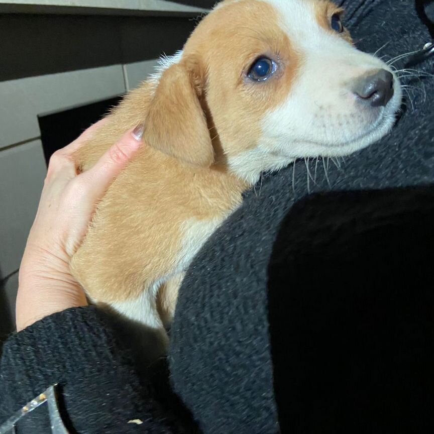 Щенок в добрые руки