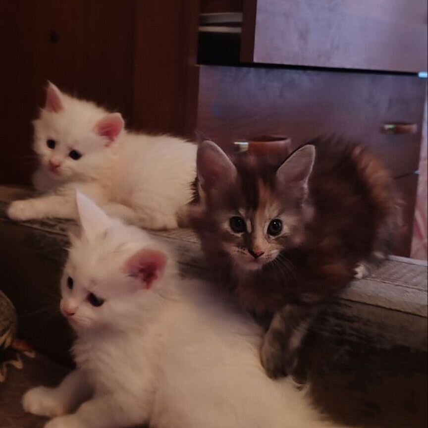 Продаются котятки мейн кун