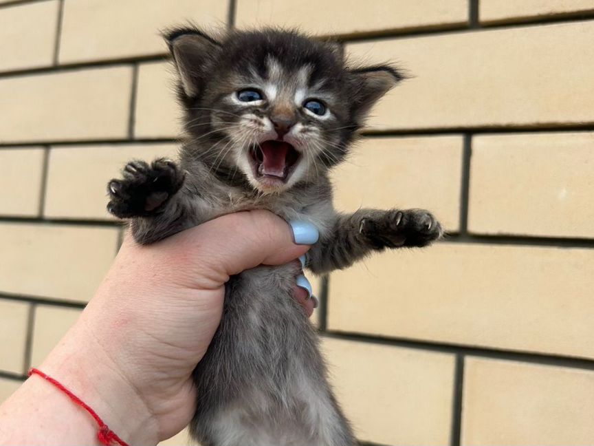 Сомалийские котята в добрые руки