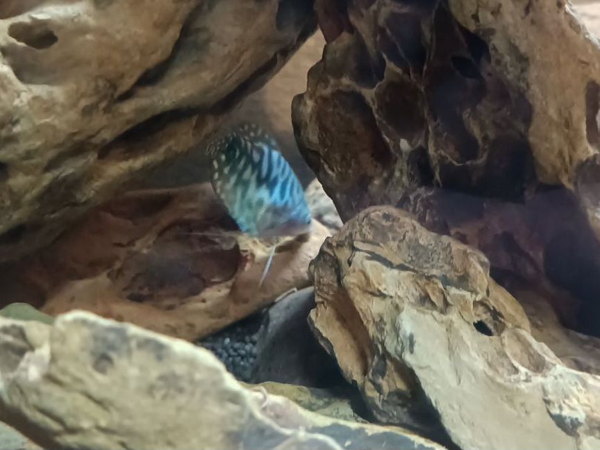 Гурами мраморный