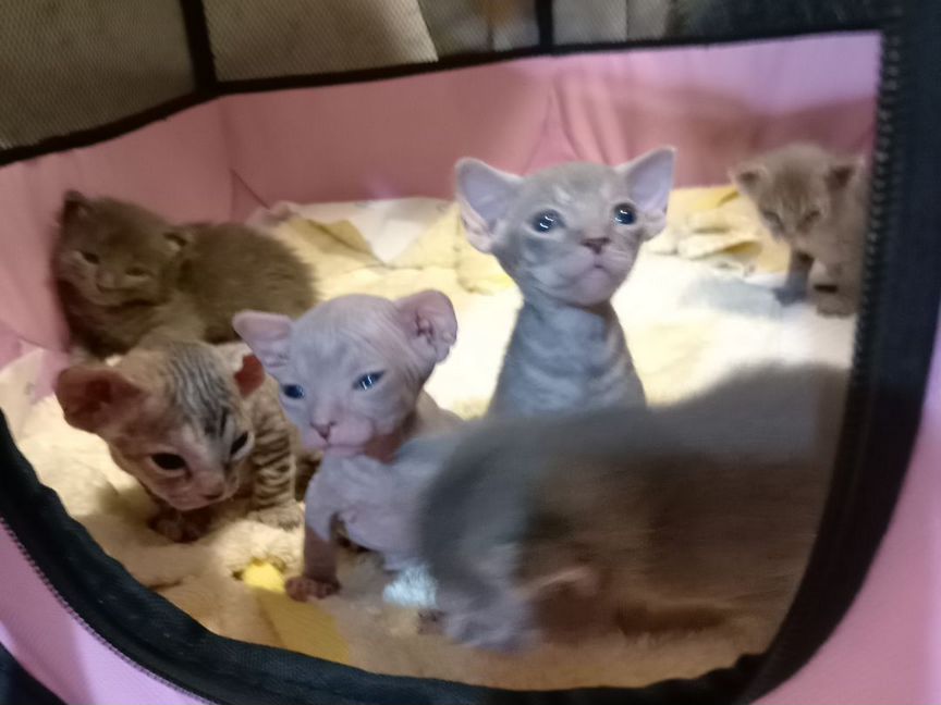 Котята сфинкс