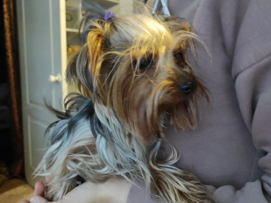 Йоркширский терьер мини