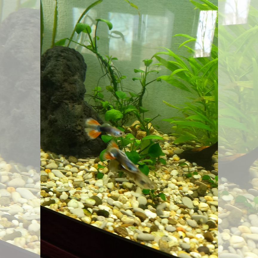 Гуппи меняю на креветок яркого окраса
