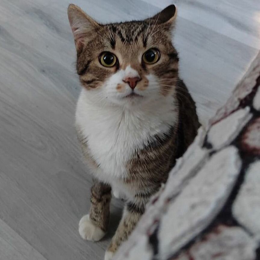 Котенок в добрые руки