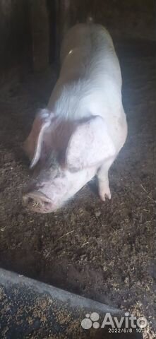 Бывший хряк