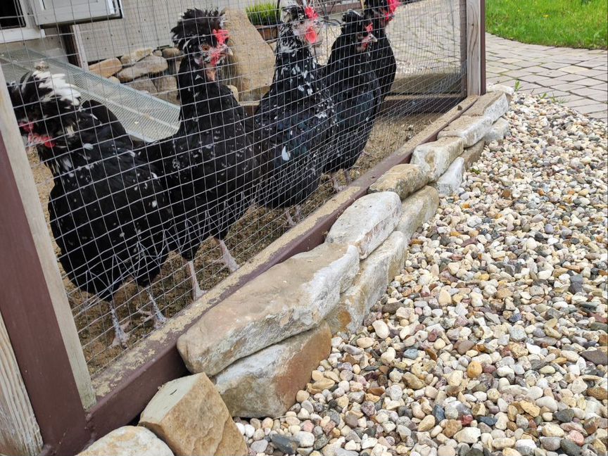 Куры несушки породные