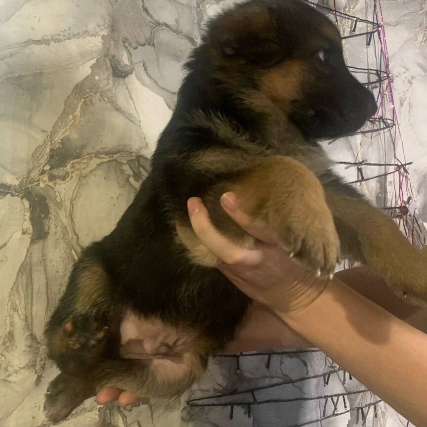 Немецкая овчарка, щенок