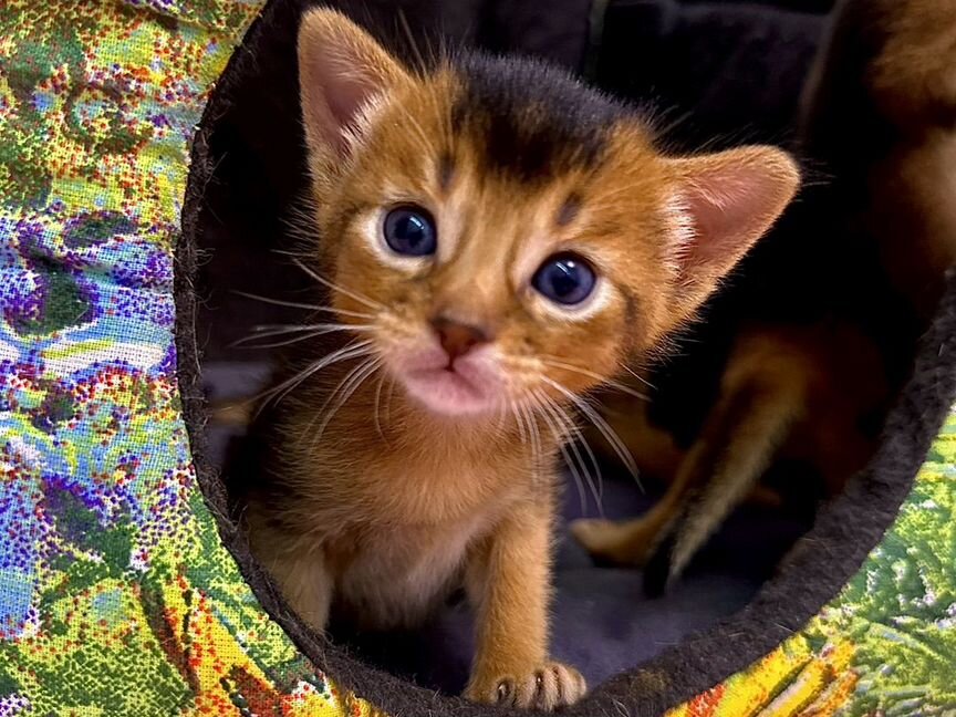 Абиссинские котята