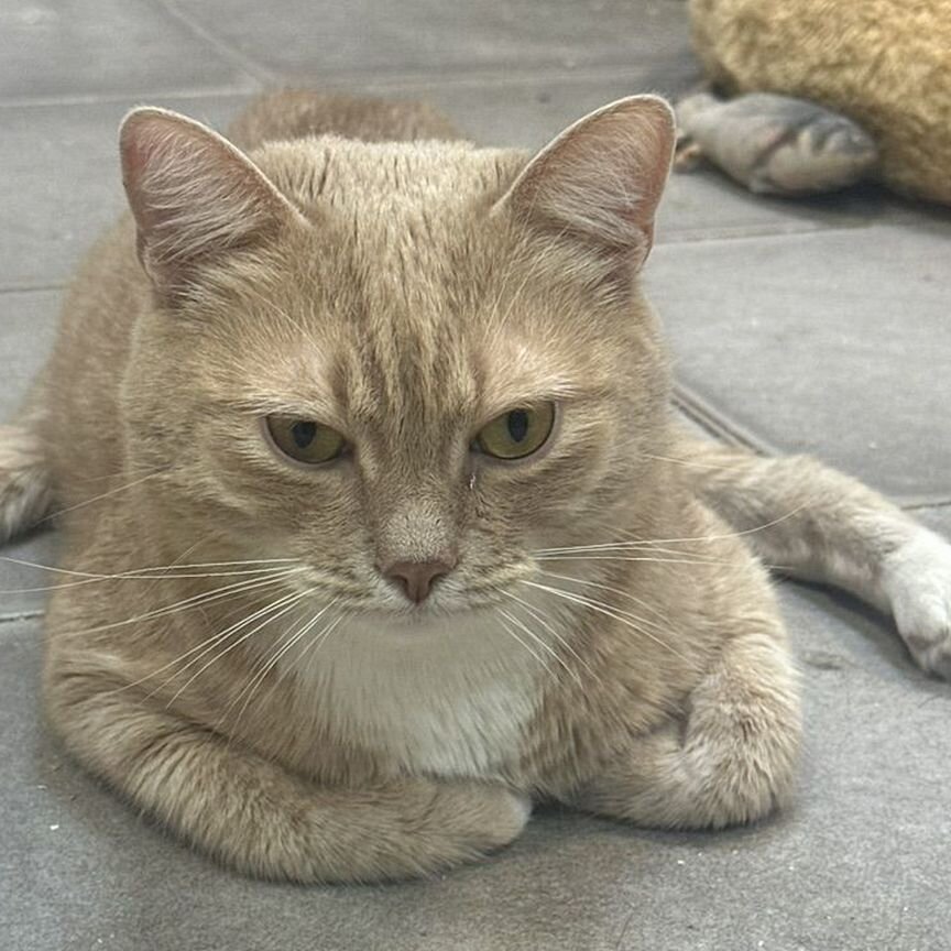 Взрослый кот в добрые руки