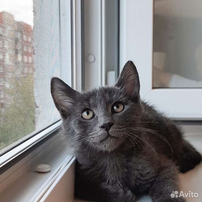 Котенок типаж Русской голубой