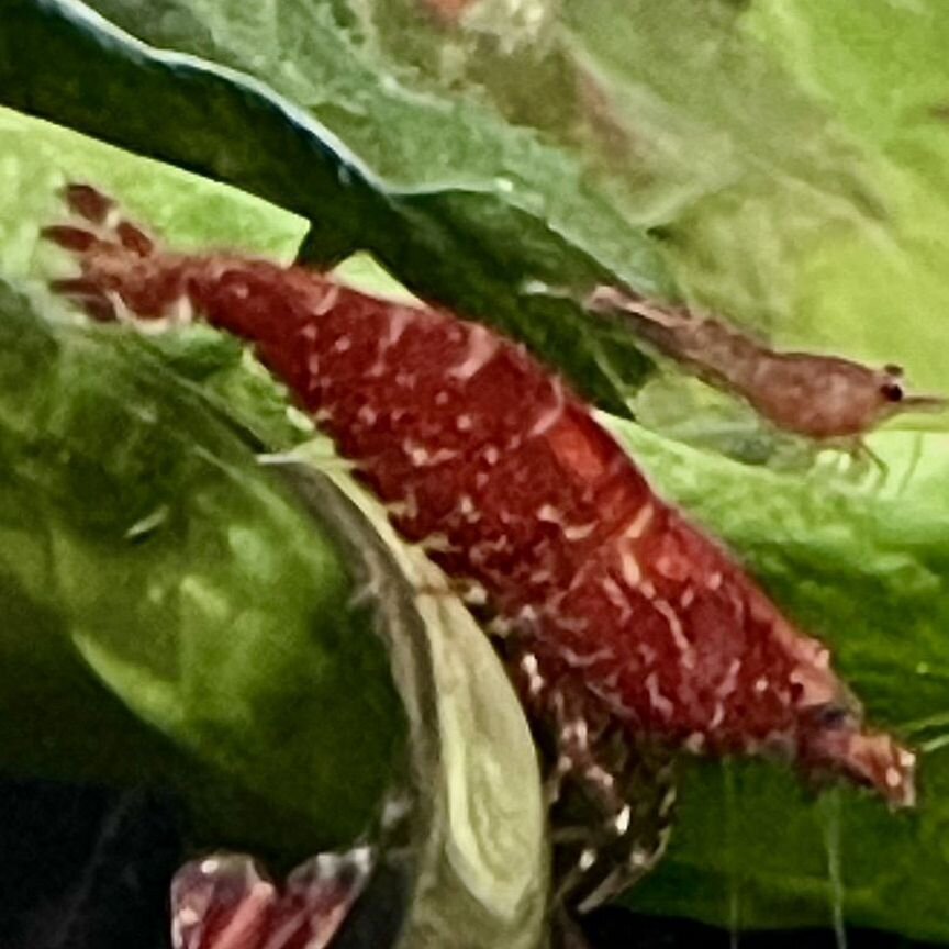 Креветка красная тигровая