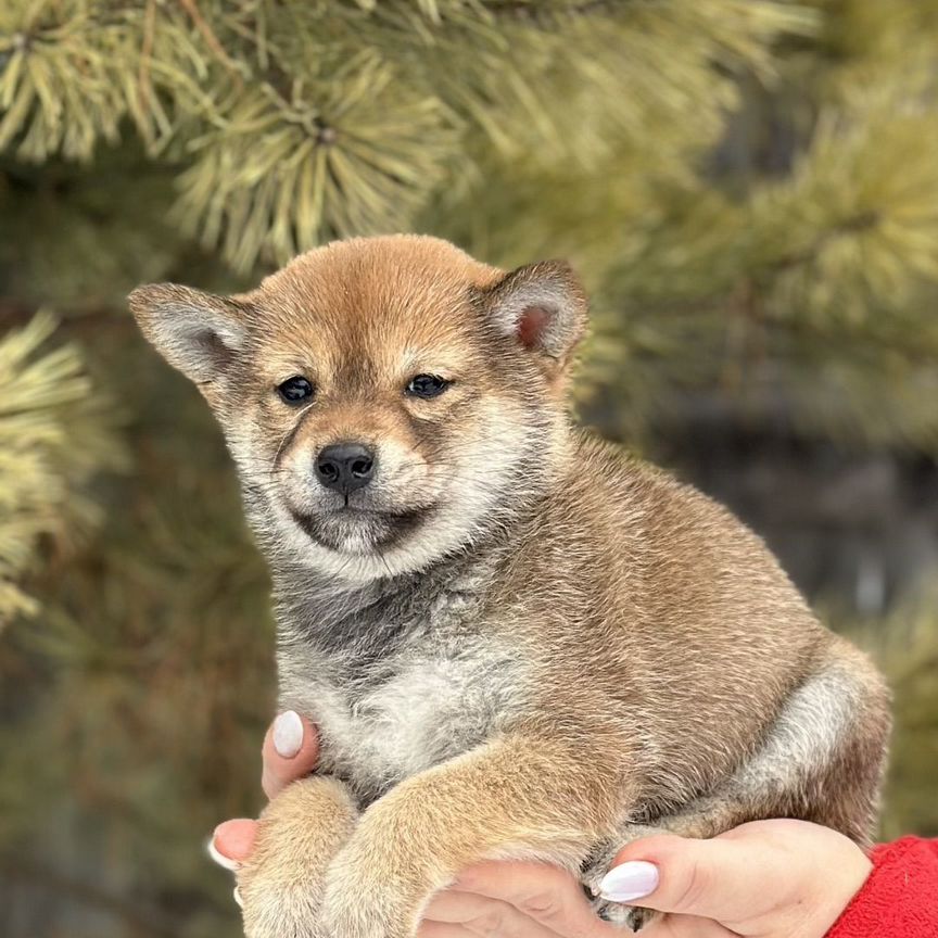 Щенки сиба ину