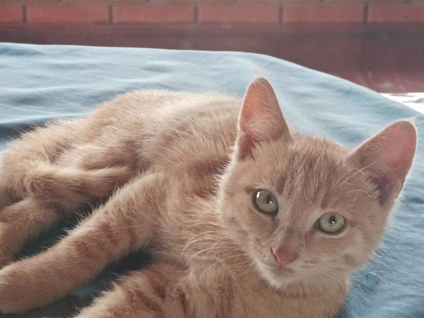 Котёнок в добрые руки