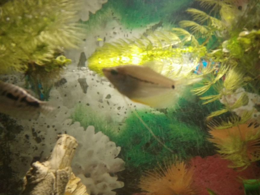 Рыба гурами