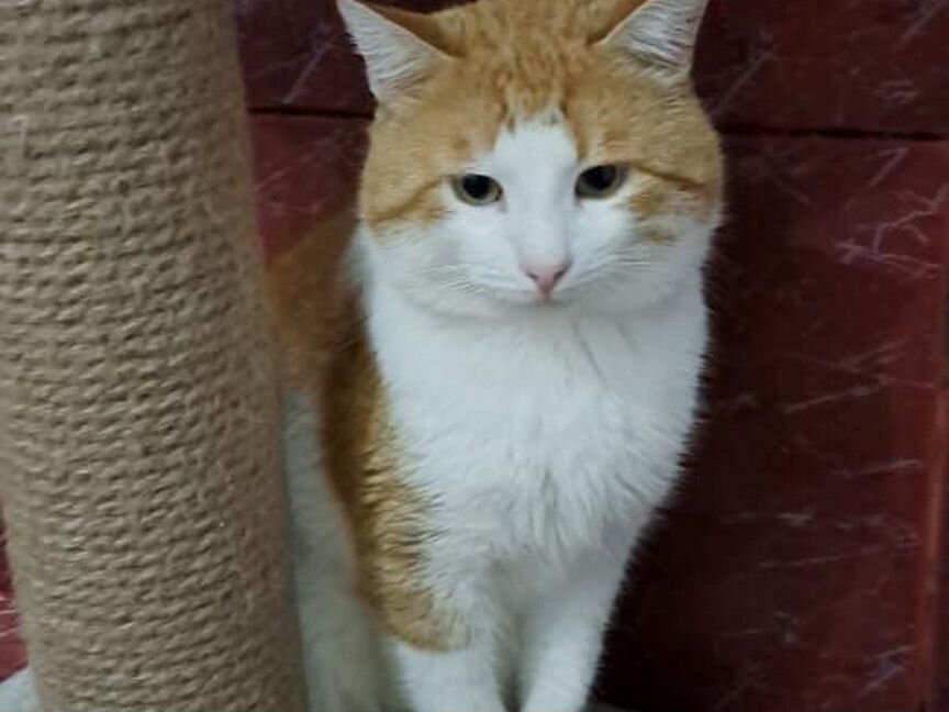 Котик в добрые руки