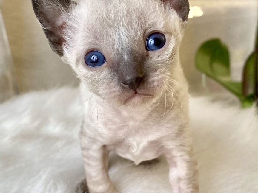 Крохотулечки