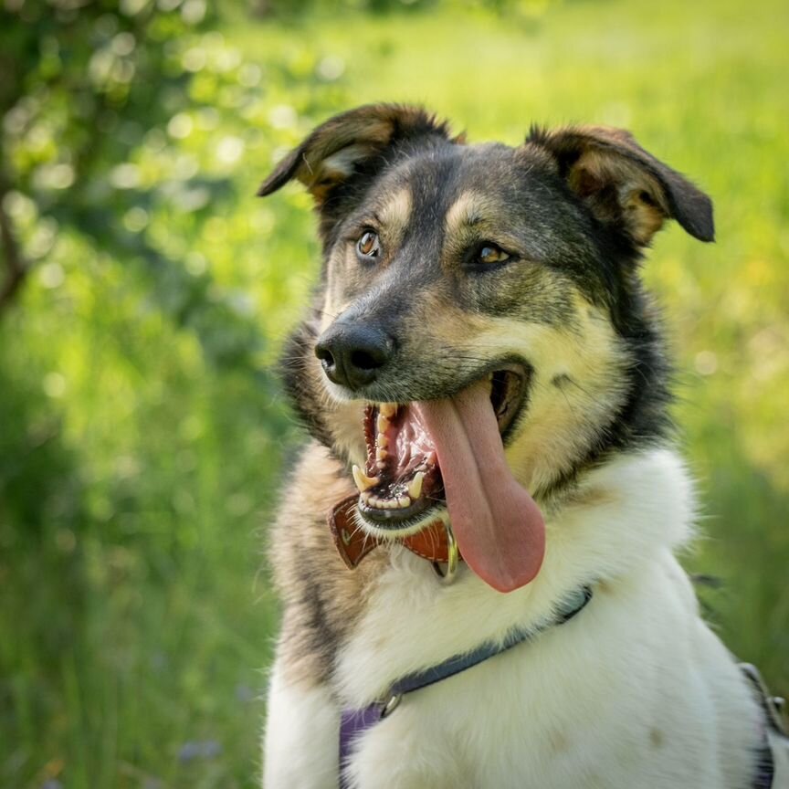 Ласковый красавец Малыш оказался в приюте