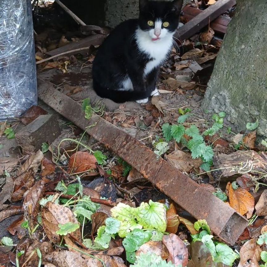 Котенок в добрые руки