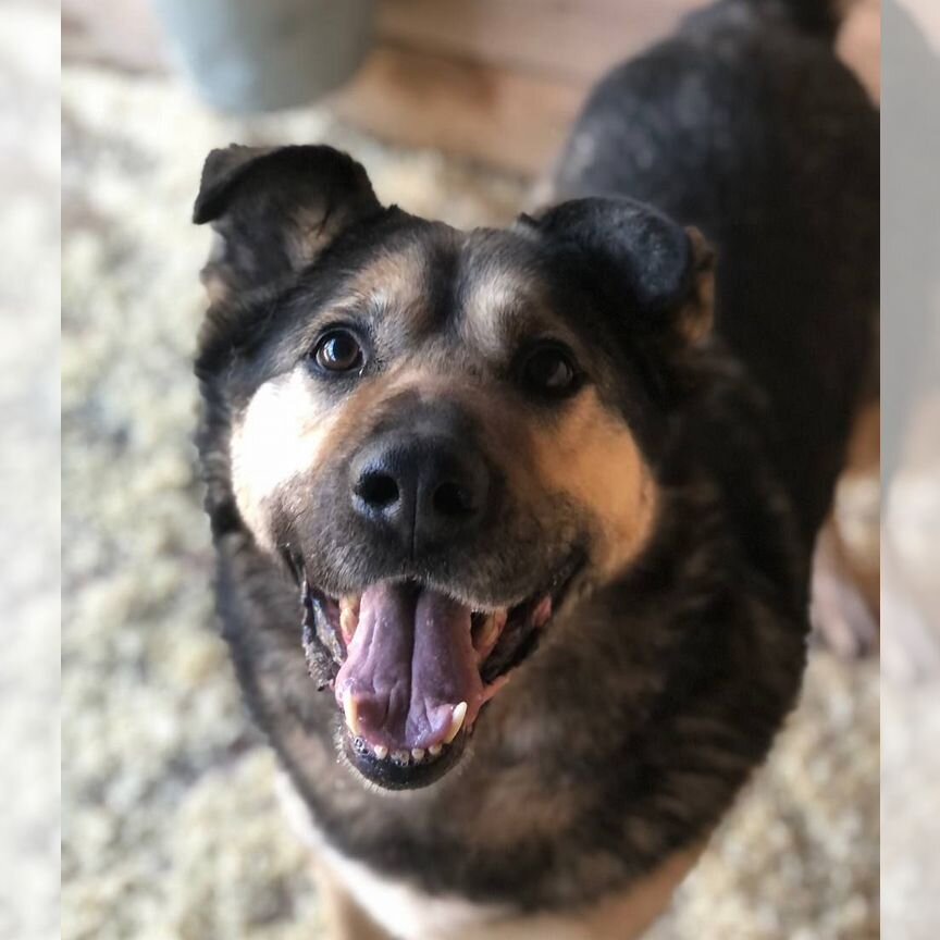 Взрослый пёс в добрые руки