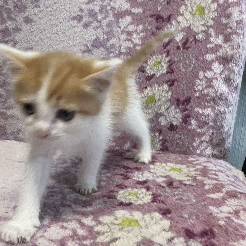 Котенок рыженький