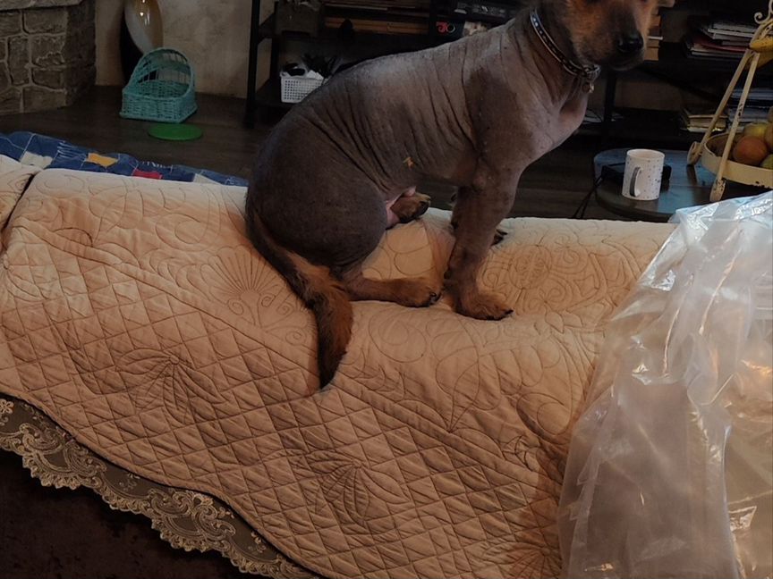 Щенки ксолоитцкуинтли