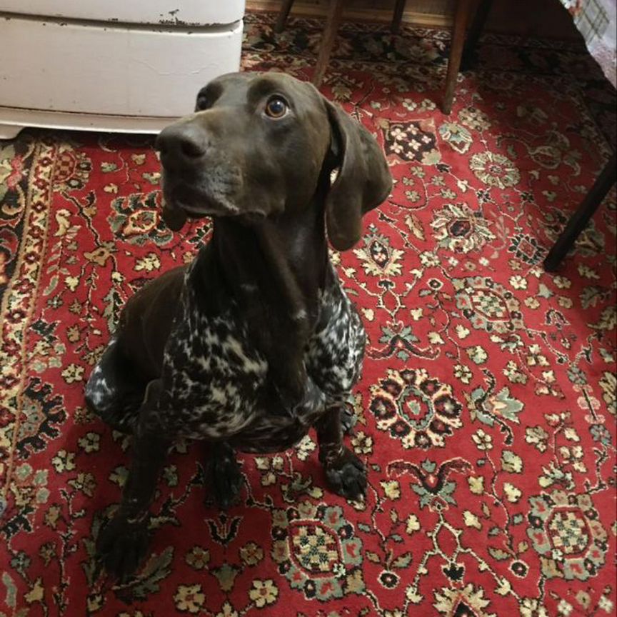 Пёс 3 года, порода Курцхаар