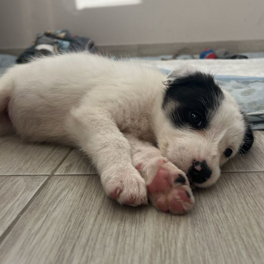 Щенок в добрые руки