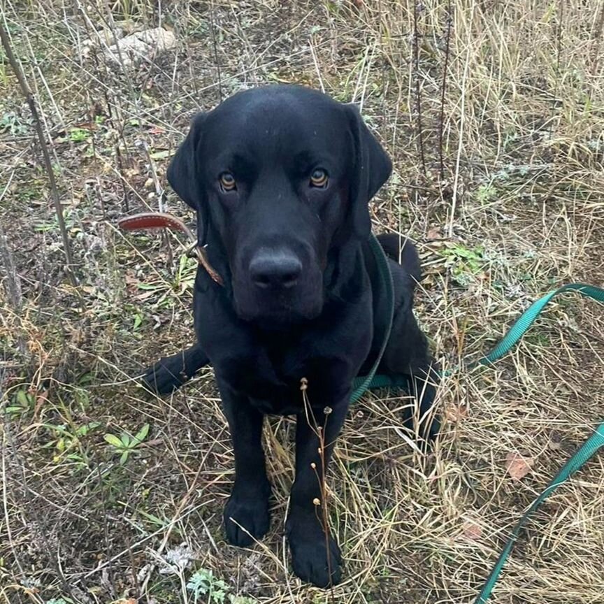 Лабрадор в добрые руки