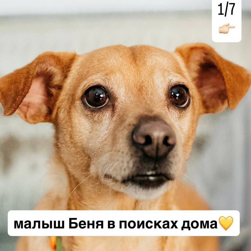 Взрослый пёс в добрые руки