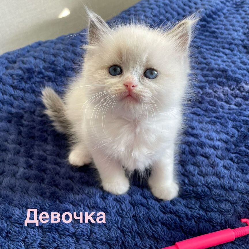 Котята Рэгдолл