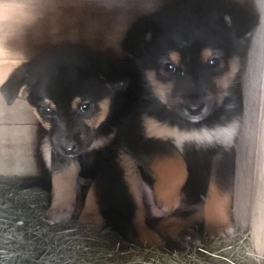 Щенки в добрые руки