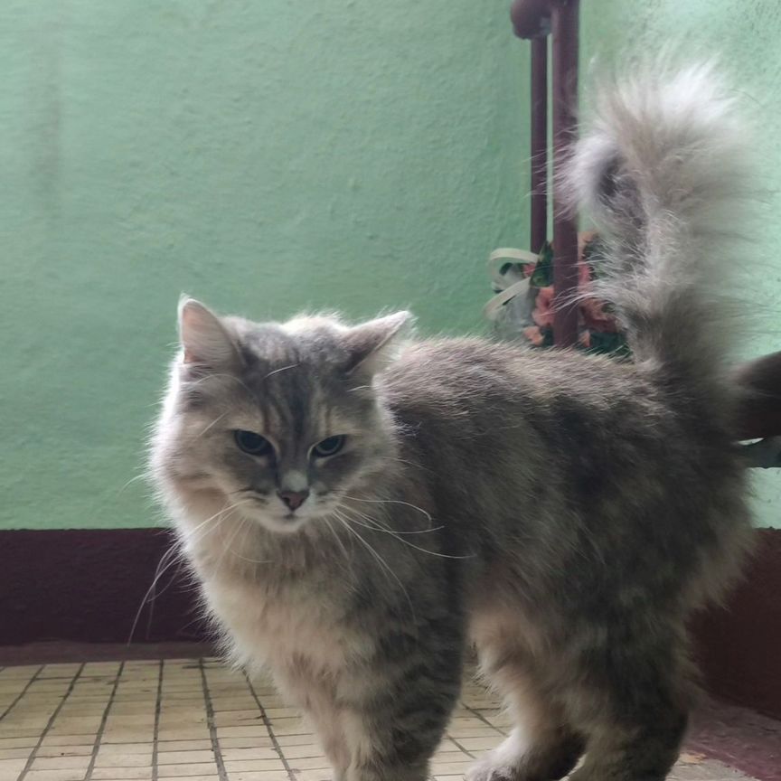Тетка из жкх, хочет выбросить кошку