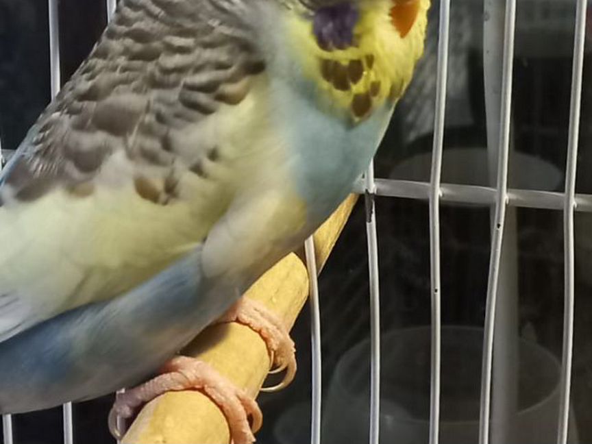 Волнистый попугай ввп чехи, самочки