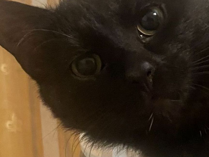 Кошечка, Черничка, в добрые ручки